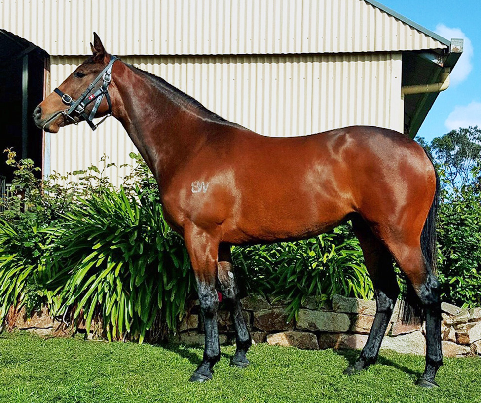 WRITTEN TYCOON x SPECIAL EPISODE 2YO Filly with MICK PRICE at CAULFIELD