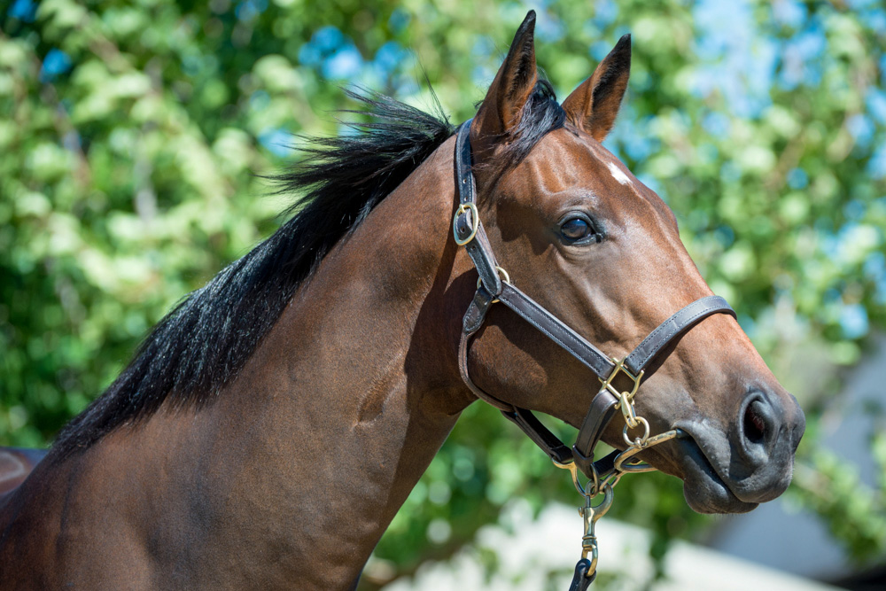 WRITTEN TYCOON x SPECIAL EPISODE 2YO Filly with MICK PRICE at CAULFIELD