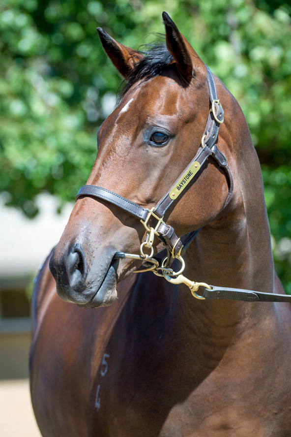 WRITTEN TYCOON x SPECIAL EPISODE 2YO Filly with MICK PRICE at CAULFIELD