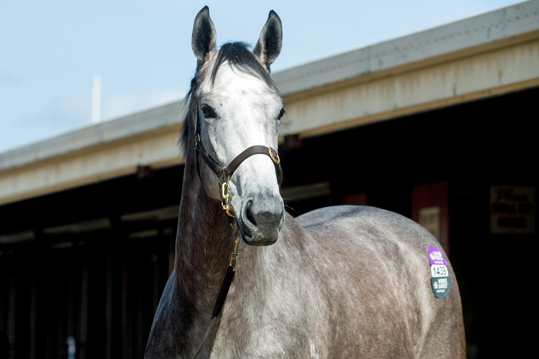 FROSTED (USA) x MAURITIUS Grey Yearling Filly with CIARON MAHER Racing